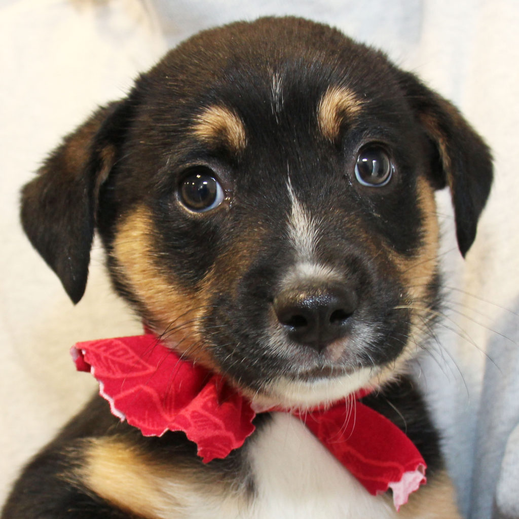 Education | Capital Area Humane Society