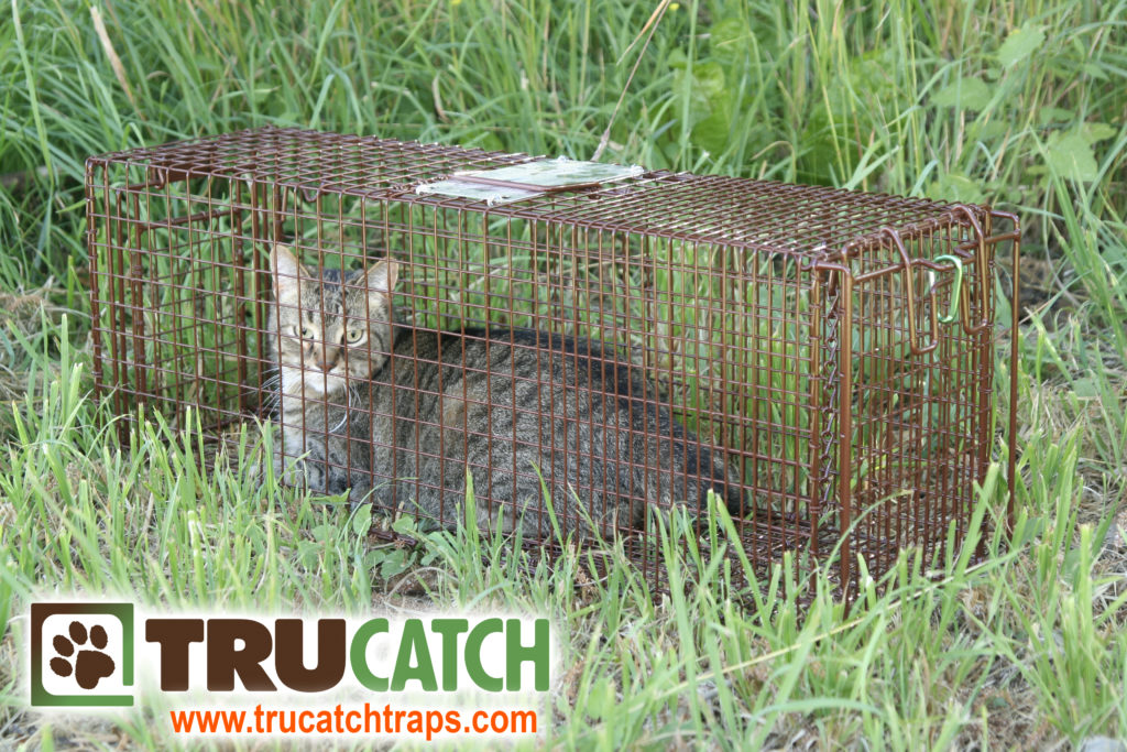 Community Cat Program – How it works - Capital Area Humane Society